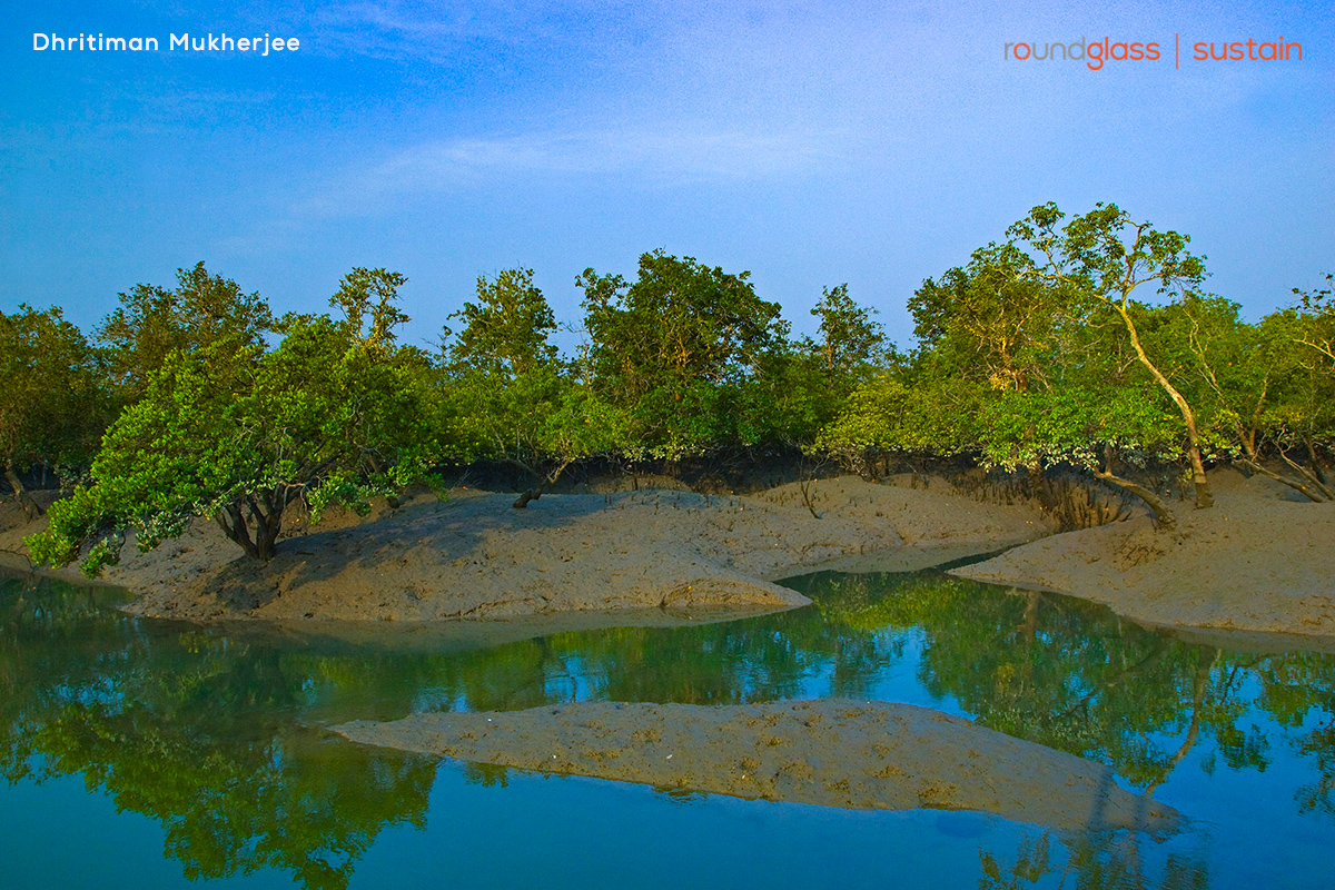 Photographing the 'Beautiful Forest'