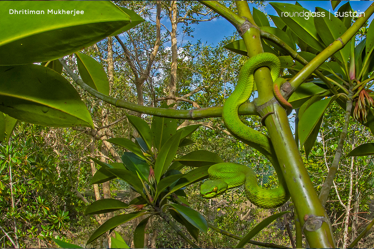 Photographing the 'Beautiful Forest'