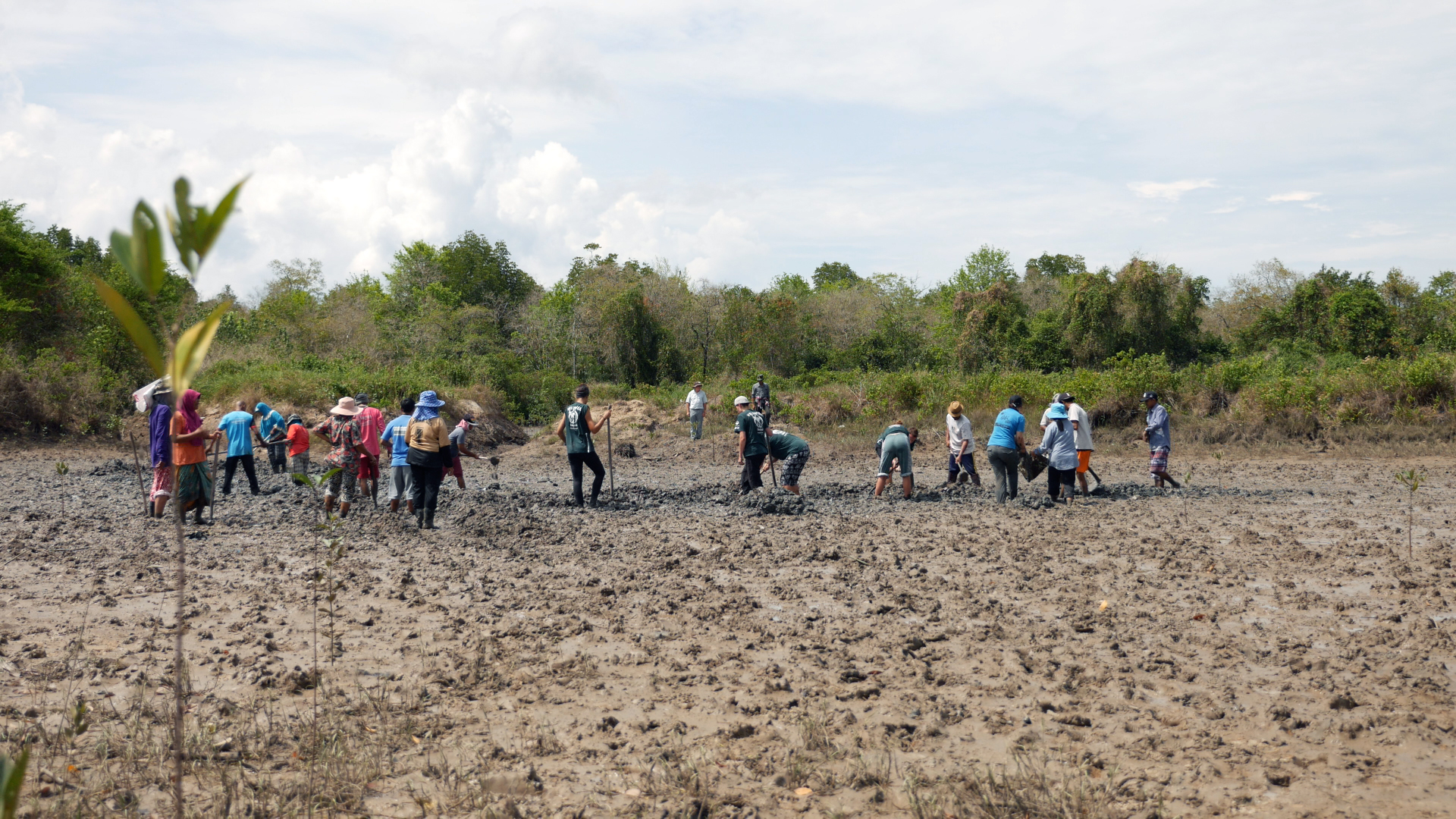 Thailand's Mangroves Reimagined
