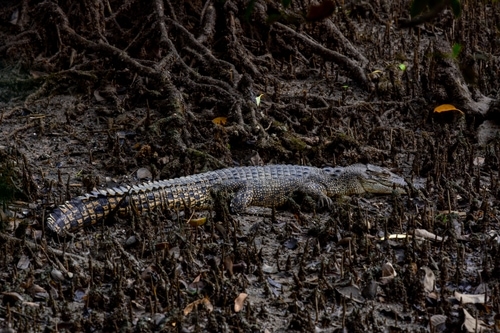 Mangrove & Wildlife