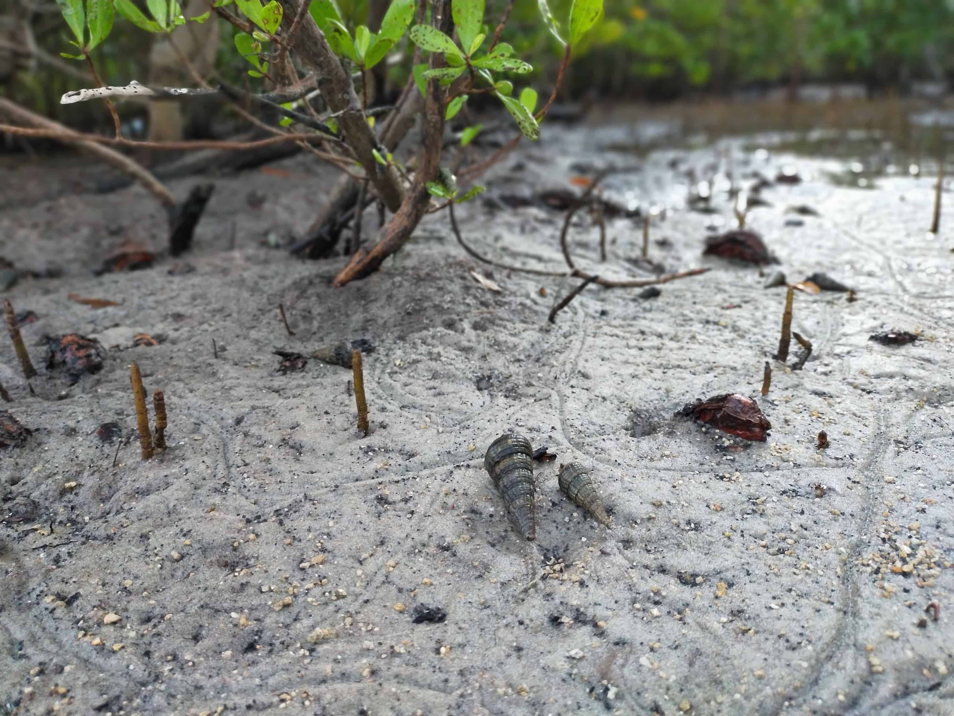 Mangrove & Wildlife