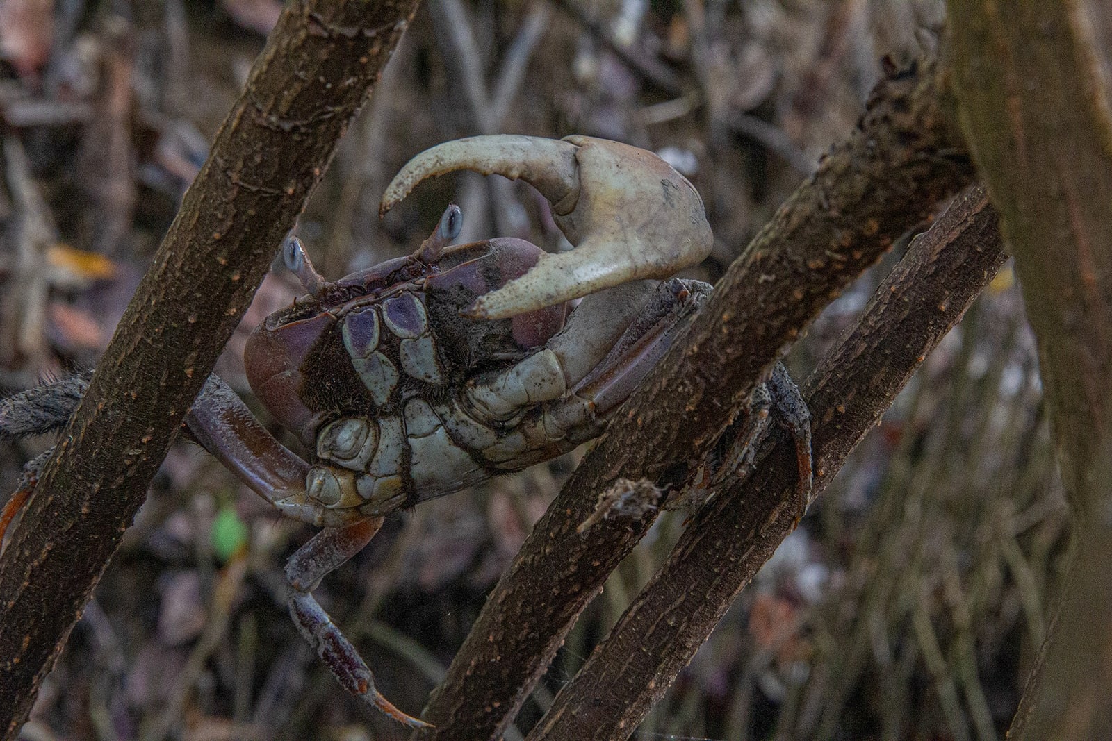Mangrove & Wildlife