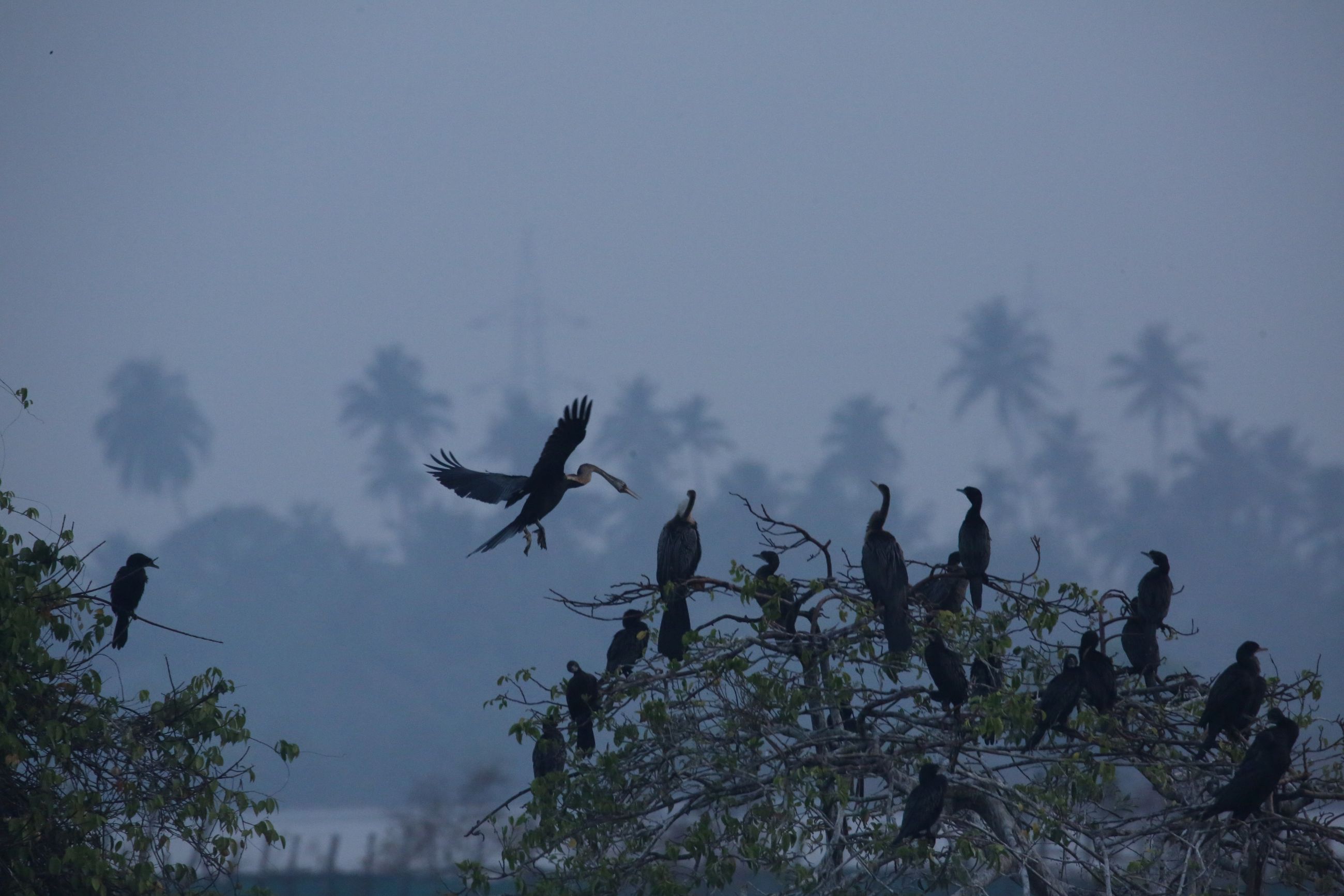 Mangrove & Wildlife