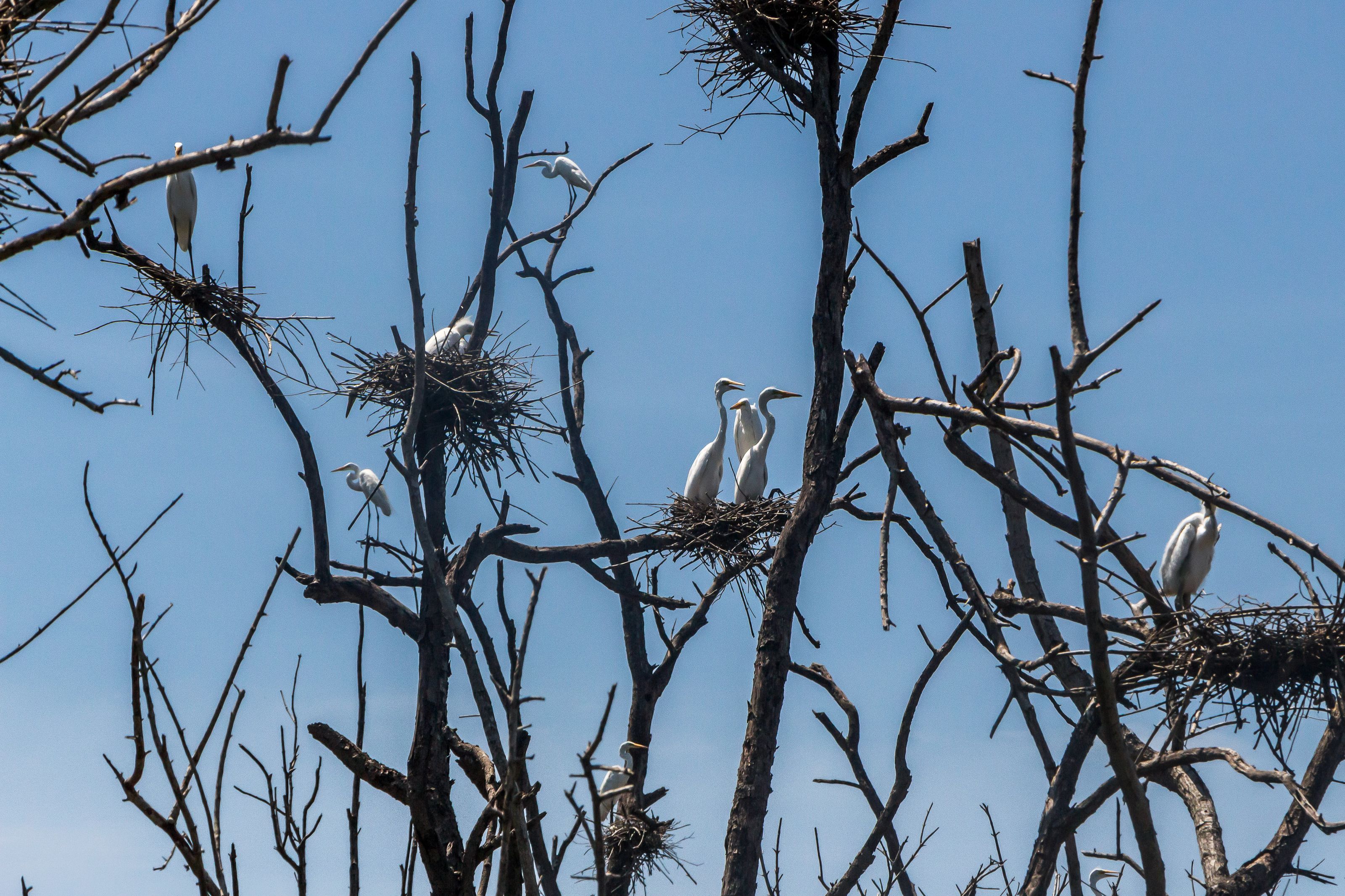 Mangrove & Wildlife