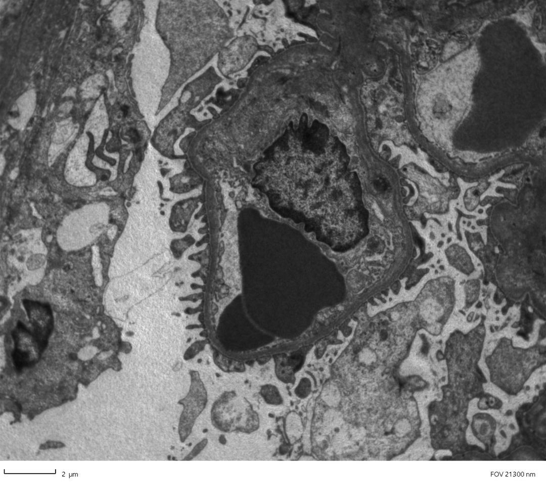 Micrographs gallery – Delong Instruments