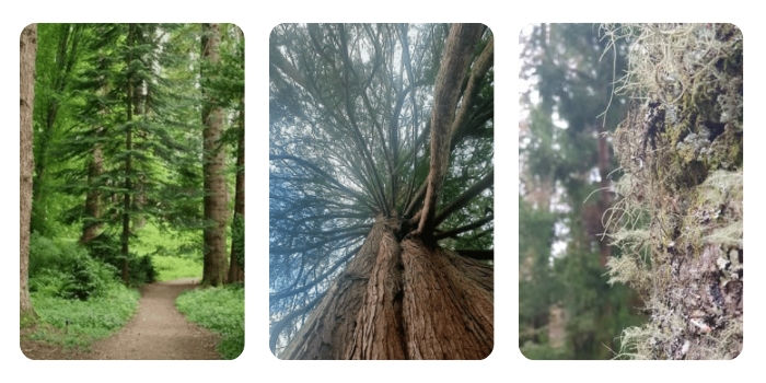 Can Nature Really Help You Heal? - Heal Scotland Blog