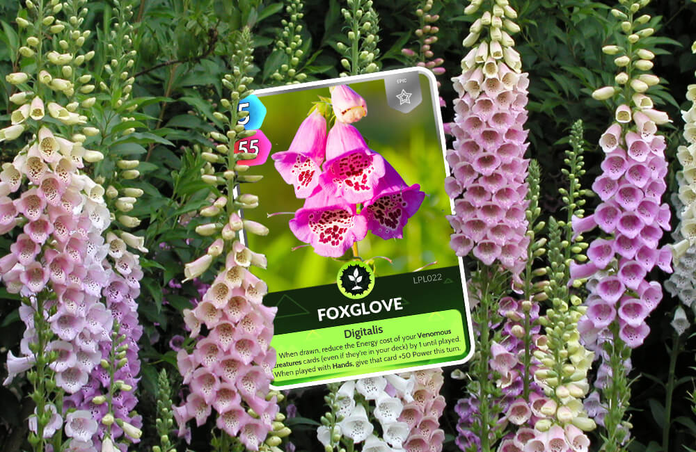 Foxglove