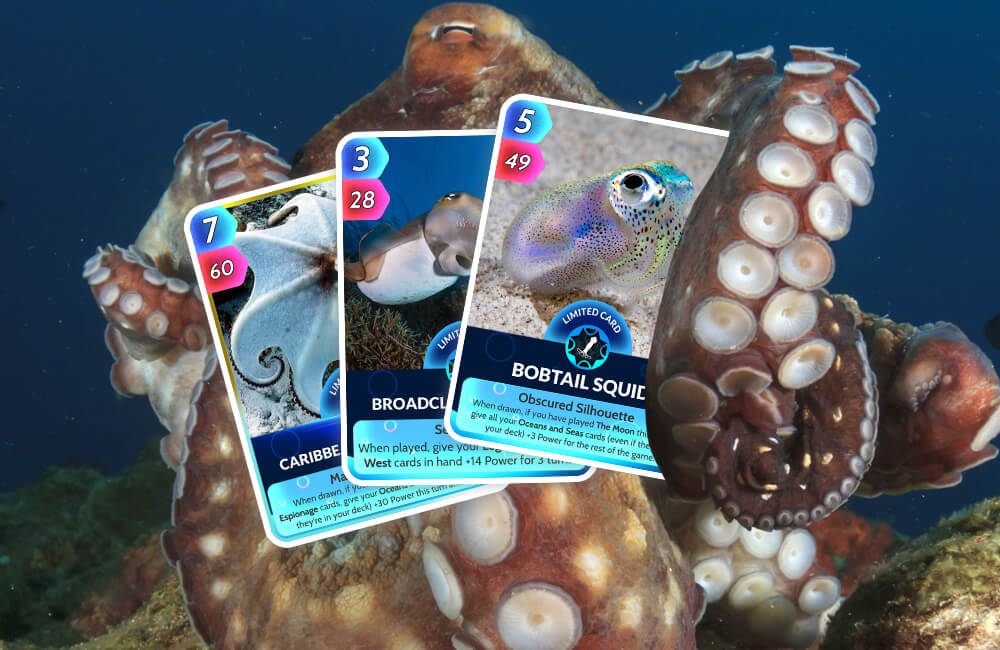 Cephalopods and Monochrome