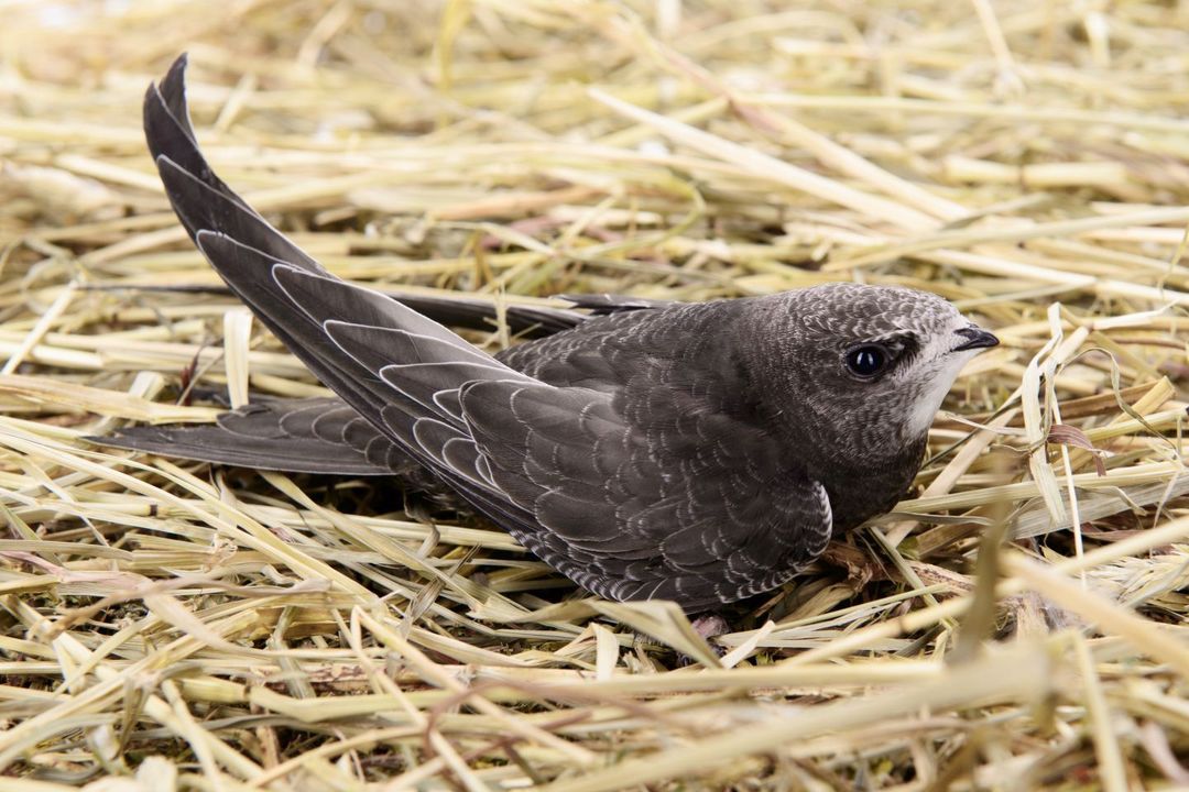 Where can I see the Pacific Swift in the wild