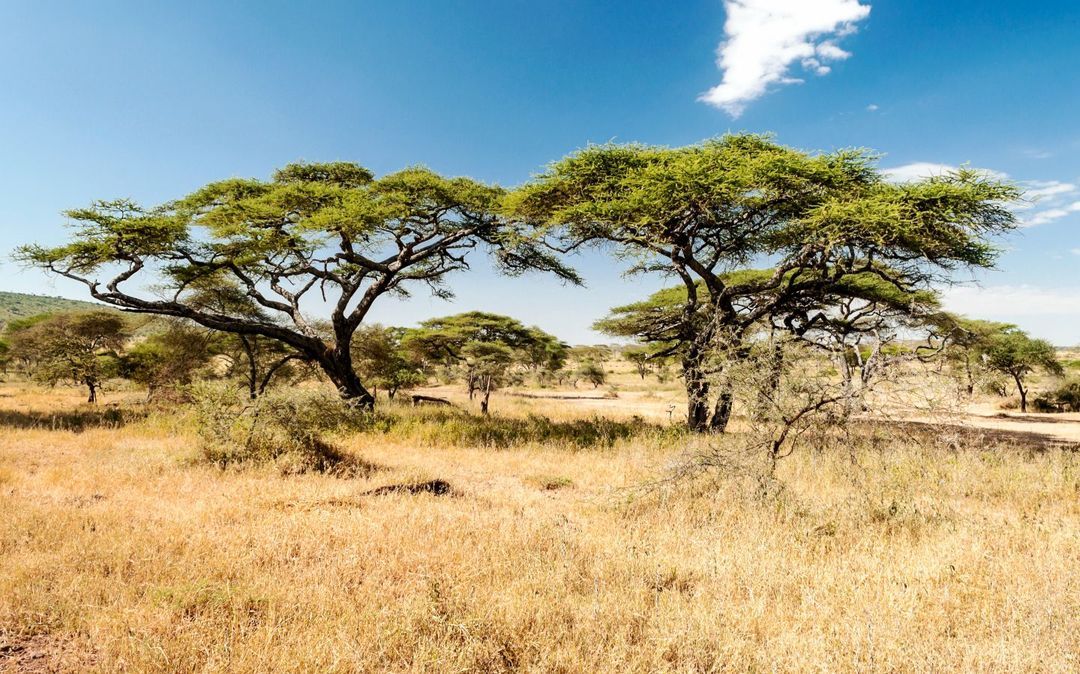 Explore the Savanna Biome