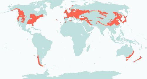Explore the Temperate Forests Biome