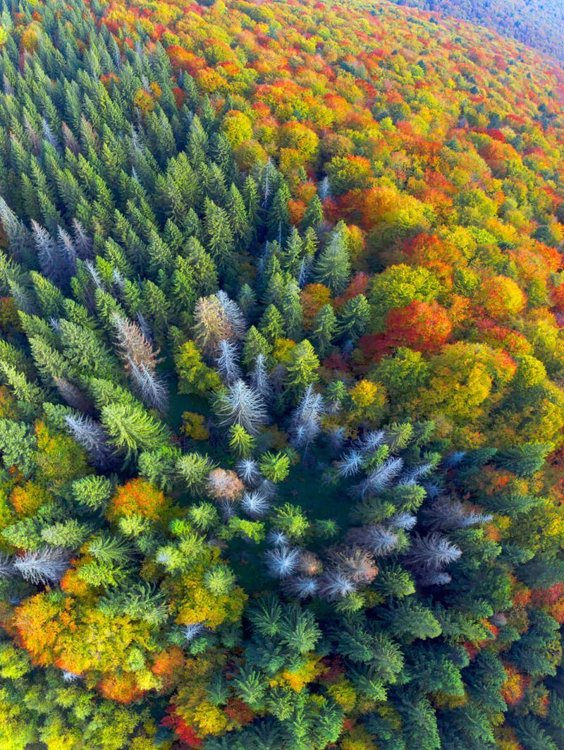 Explore the Temperate Forests Biome