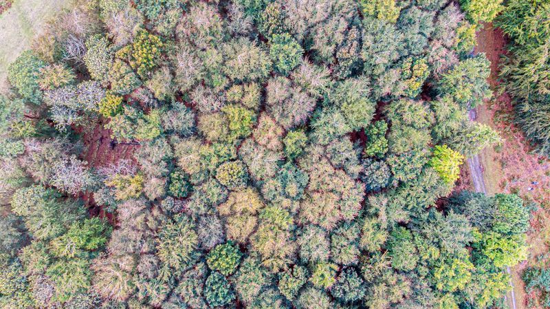 Explore the Temperate Forests Biome