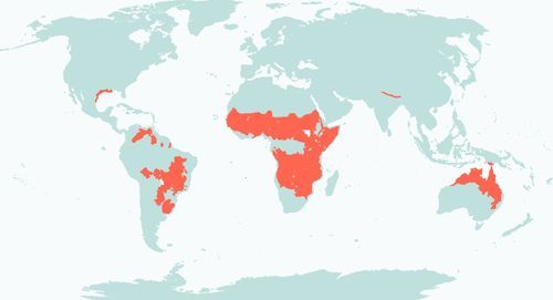 Explore the Savanna Biome