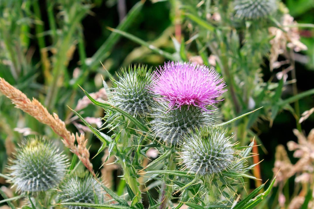 Where can I see the Pitchers Thistle in the wild