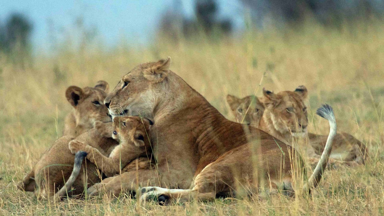 African People & Wildlife - Community-Driven Conservation