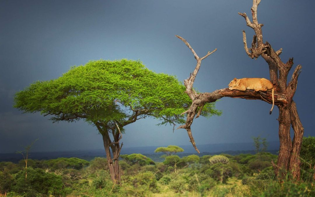 African People & Wildlife - Community-Driven Conservation