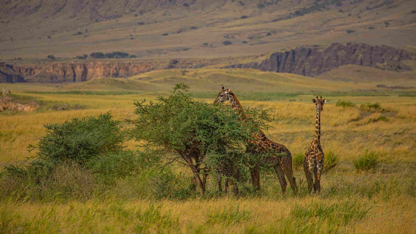 Ways to Give - African People & Wildlife