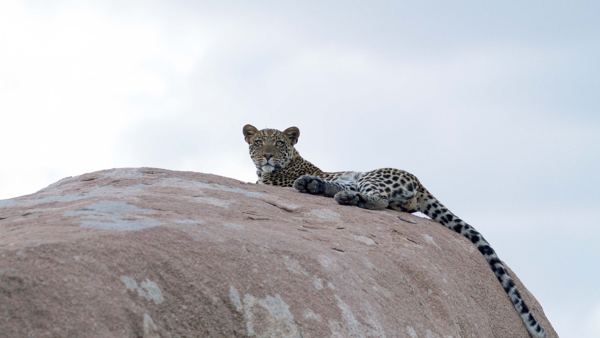 Northern Tanzania Big Cats Conservation Initiative - African People ...