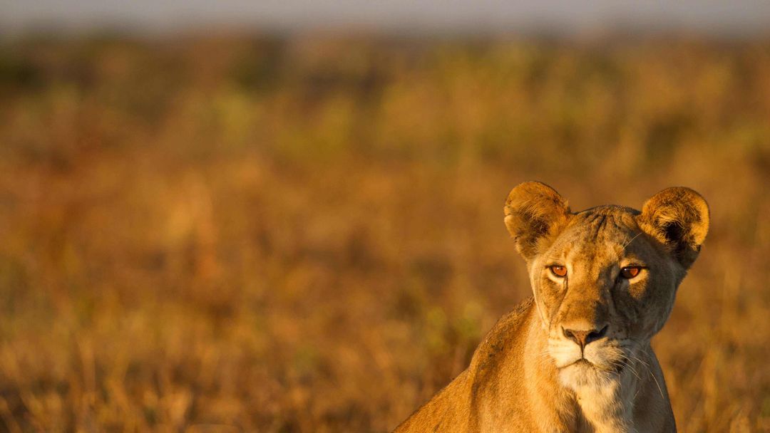 African People & Wildlife - Community-Driven Conservation