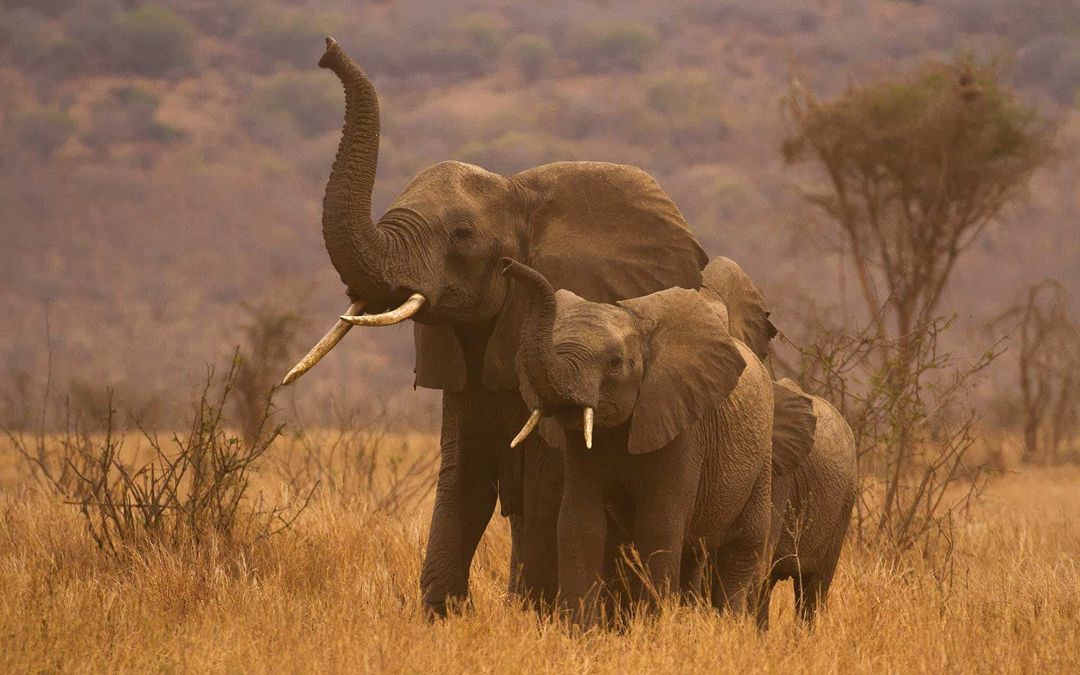 African People & Wildlife - Community-Driven Conservation