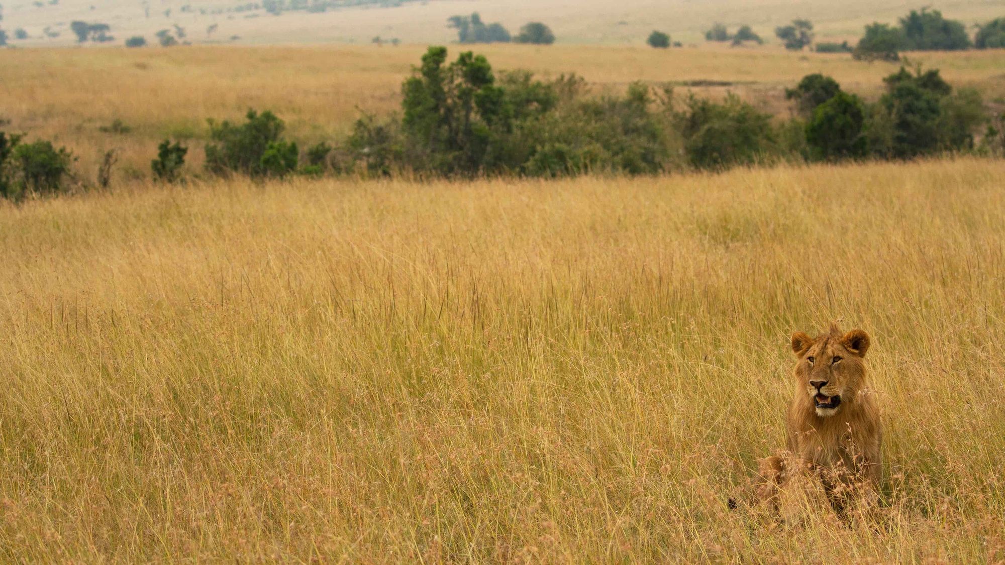 Donate - African People & Wildlife