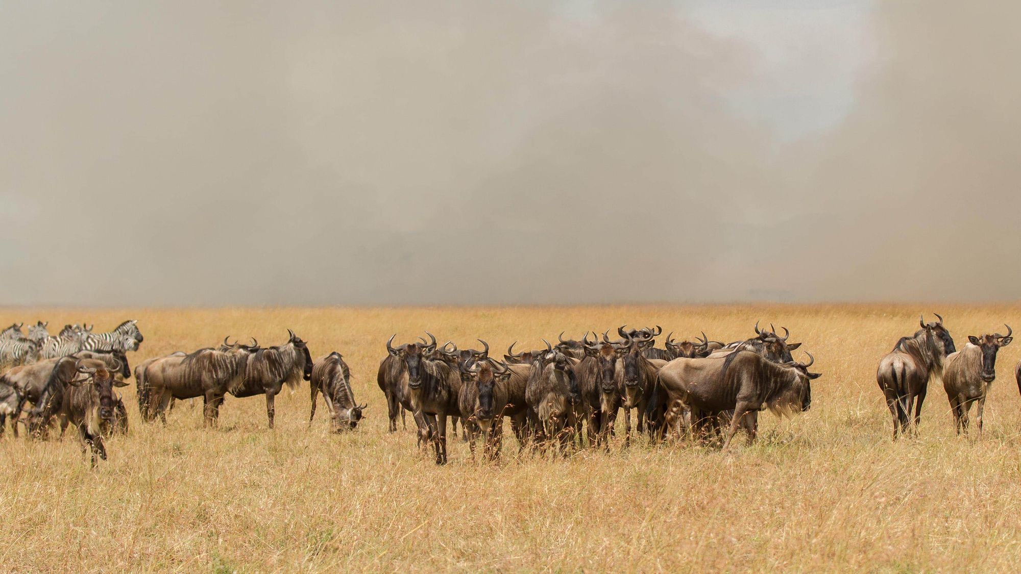 African People & Wildlife - Community-Driven Conservation