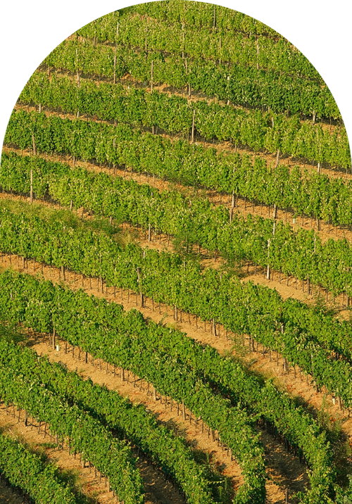Vino Pignolo DOC | ERMACORA