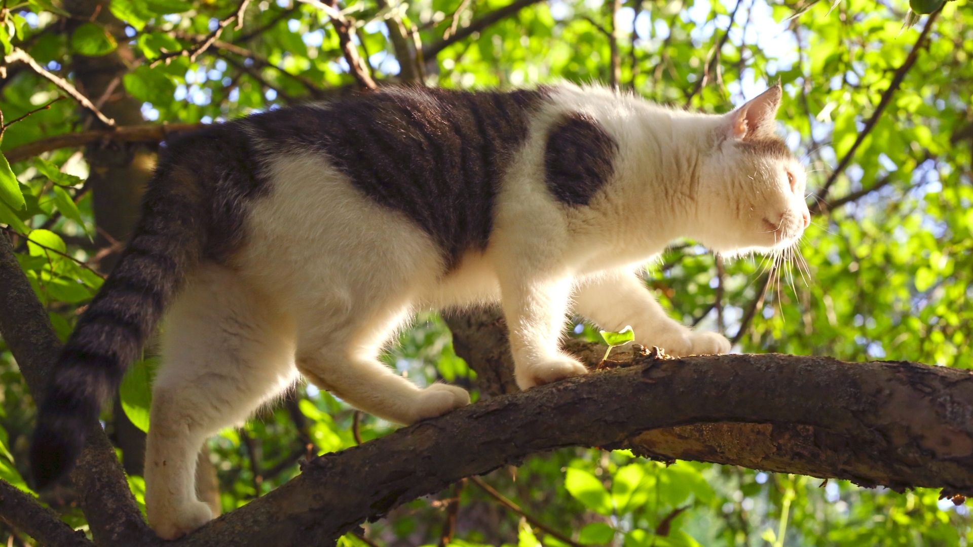 Cat Climbing Down