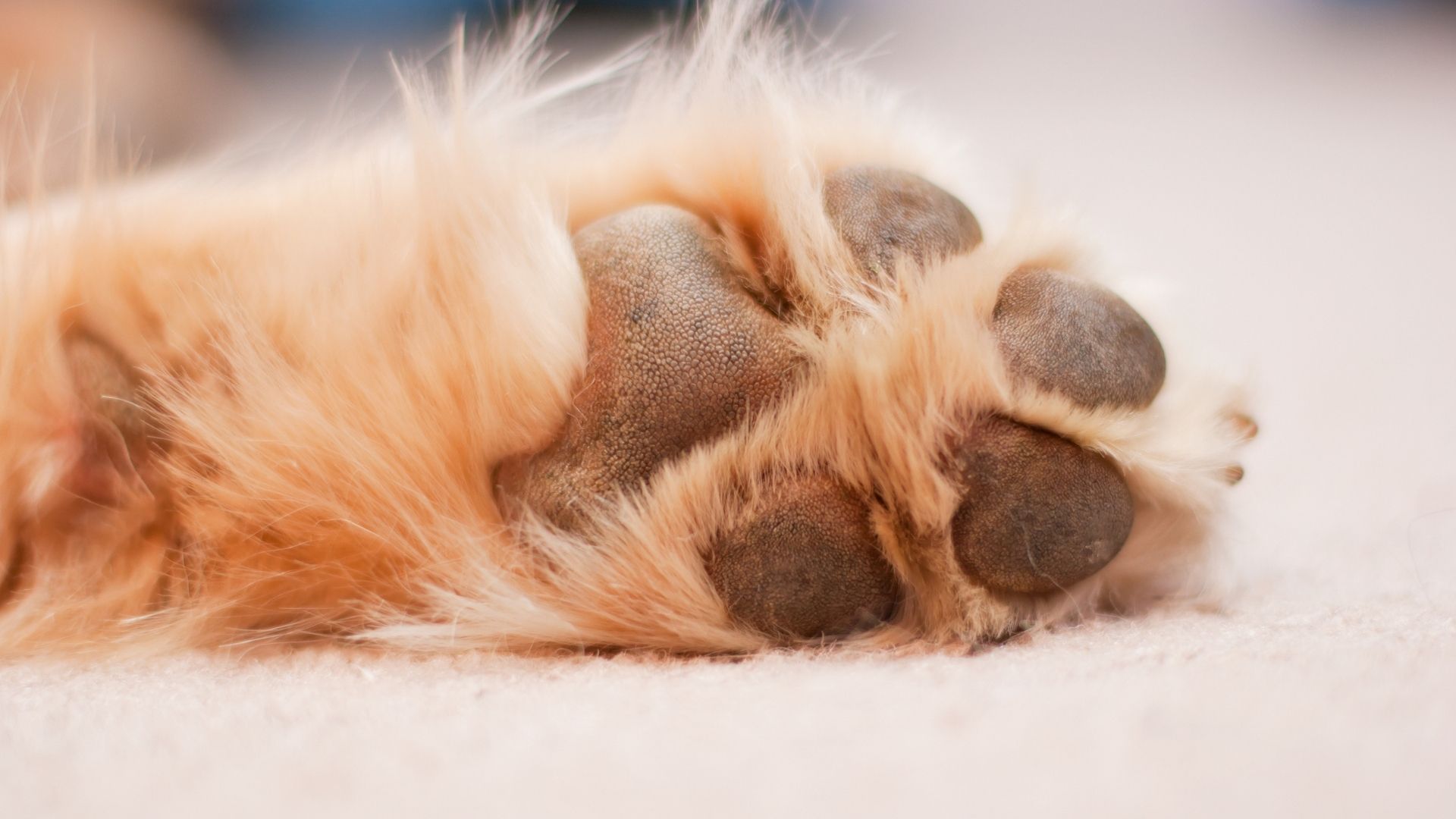 Open Sores On Dogs Paws