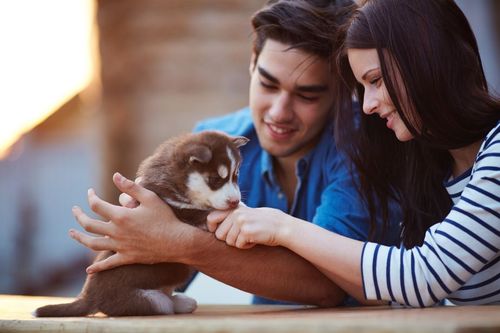 Pettable - Frequently Asked Questions! | Pettable – ESA Experts