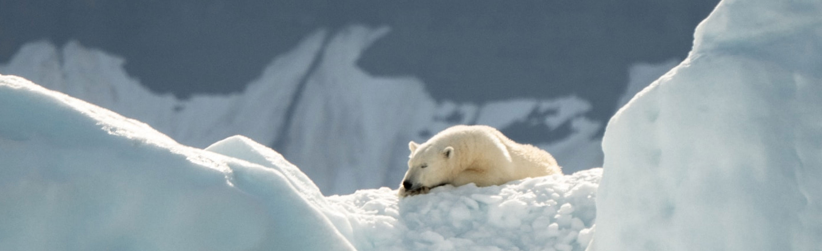 The Environment and Global C02 Impact