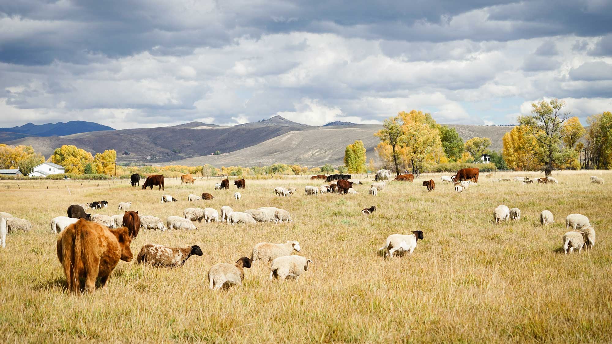 New Land to Market program will give land a voice of its own