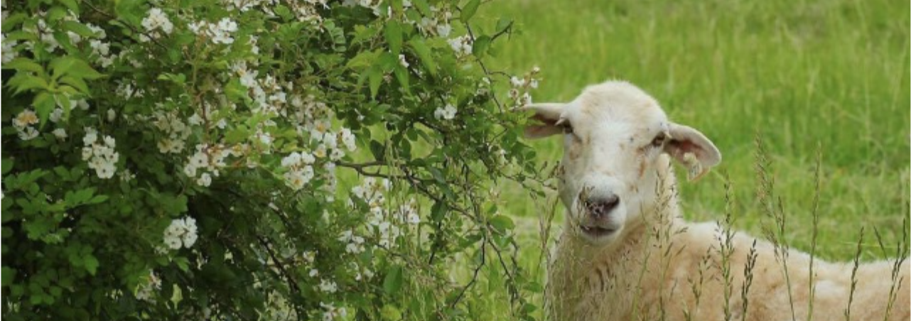 Freedom Run Farm Joins Regenerative Agriculture Movement with Land to ...