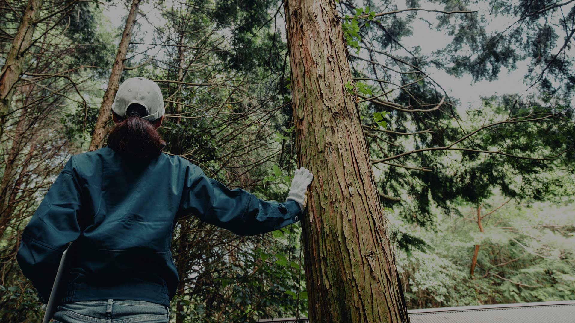 Explore Topics | Forestry For The Future