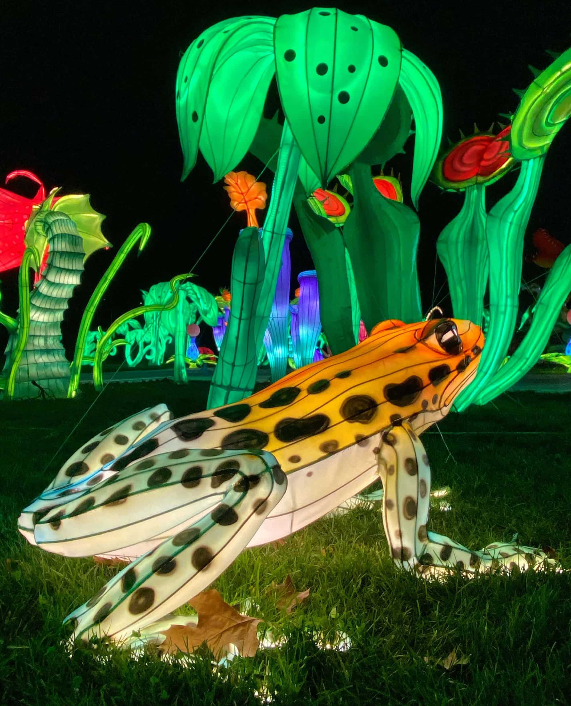 LuminoCity Festival - A Must See Holiday Experience