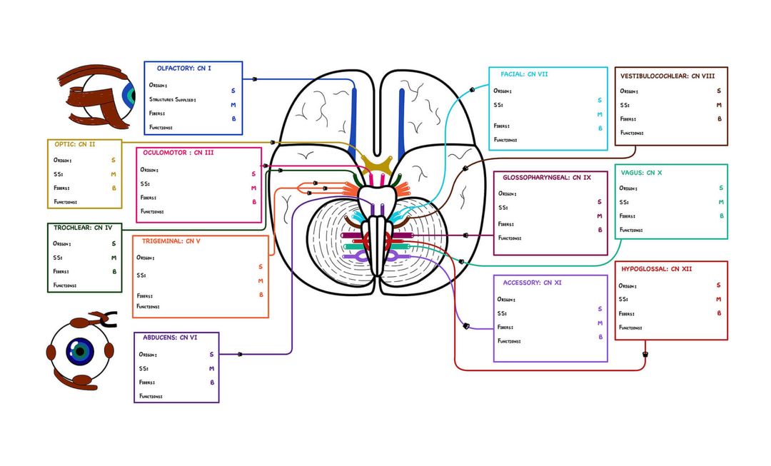 Ninja Nerd - Medicine Lectures, Notes & Illustrations