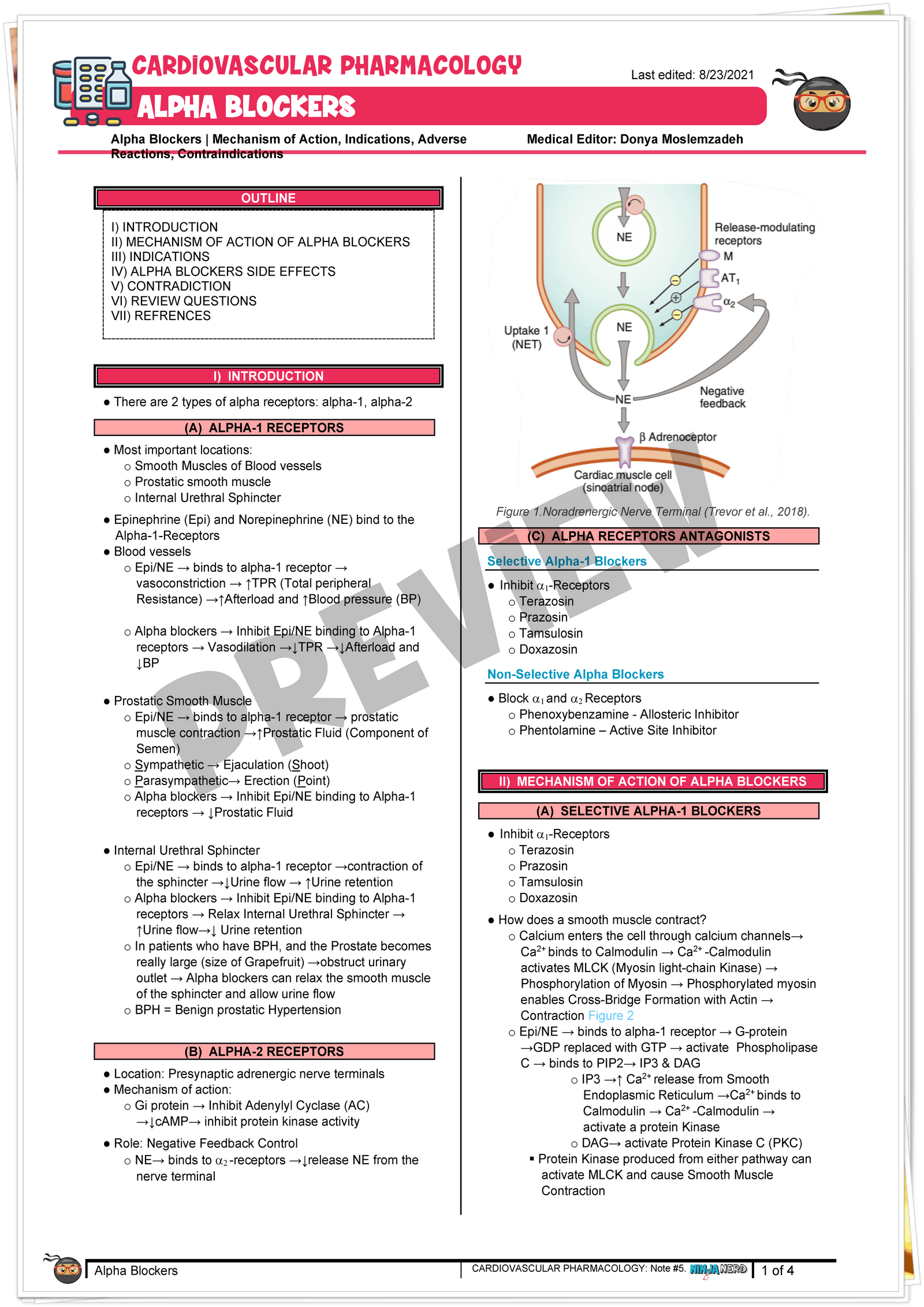 Alpha Blockers | Mechanism of Action, Indications, Adverse Reactions ...