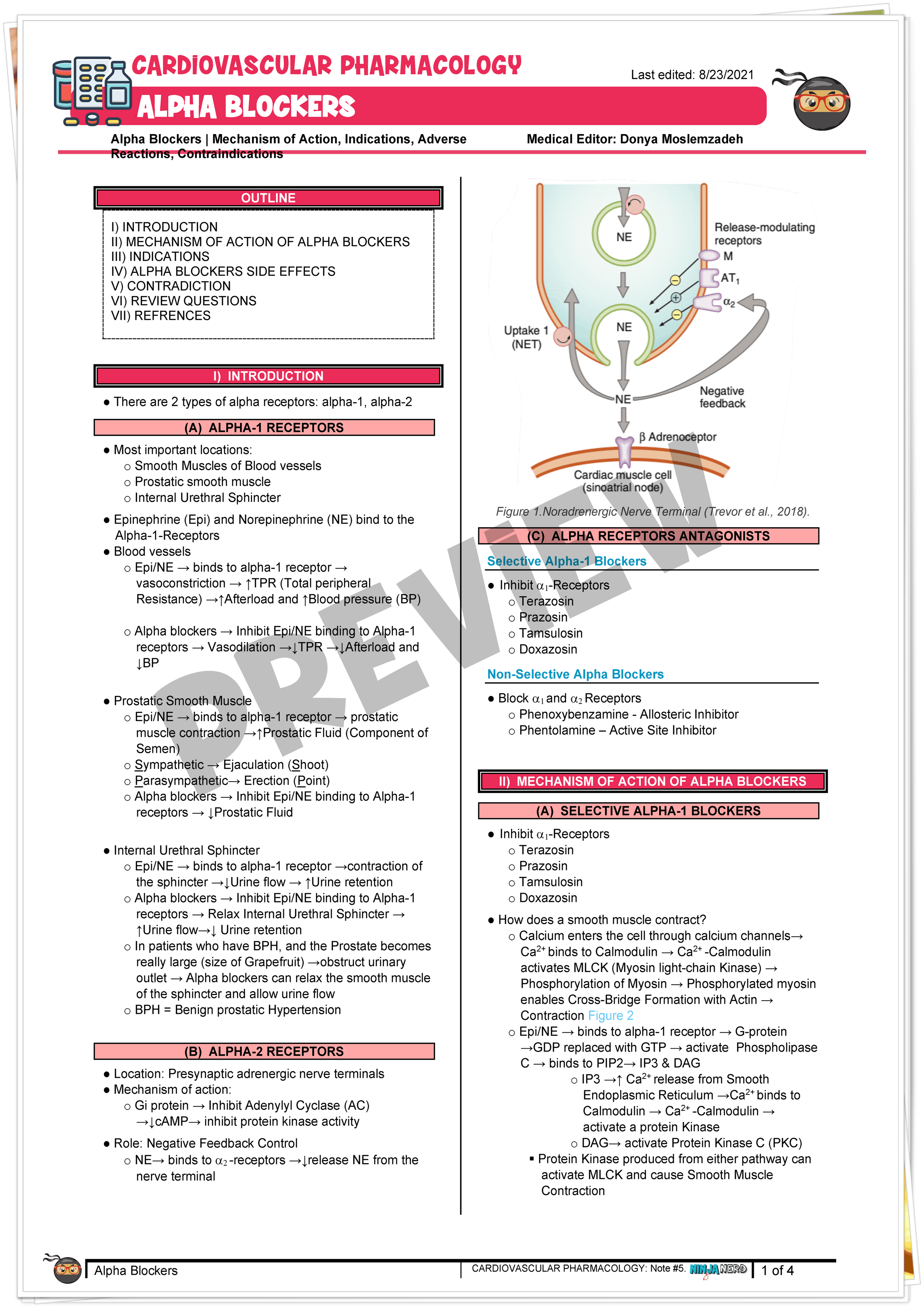 Alpha Blockers | Mechanism of Action, Indications, Adverse Reactions ...