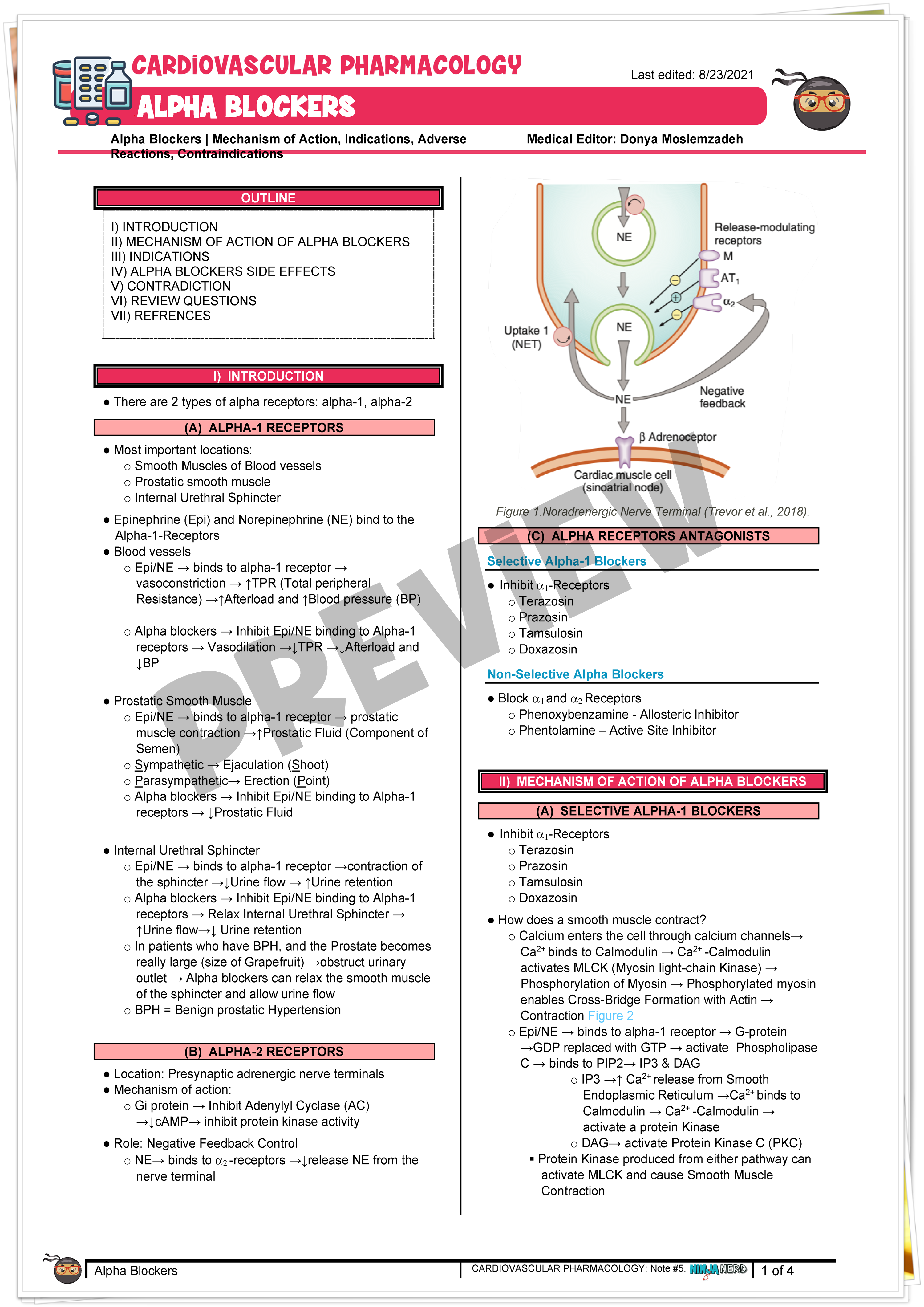 Alpha Blockers | Mechanism of Action, Indications, Adverse Reactions ...