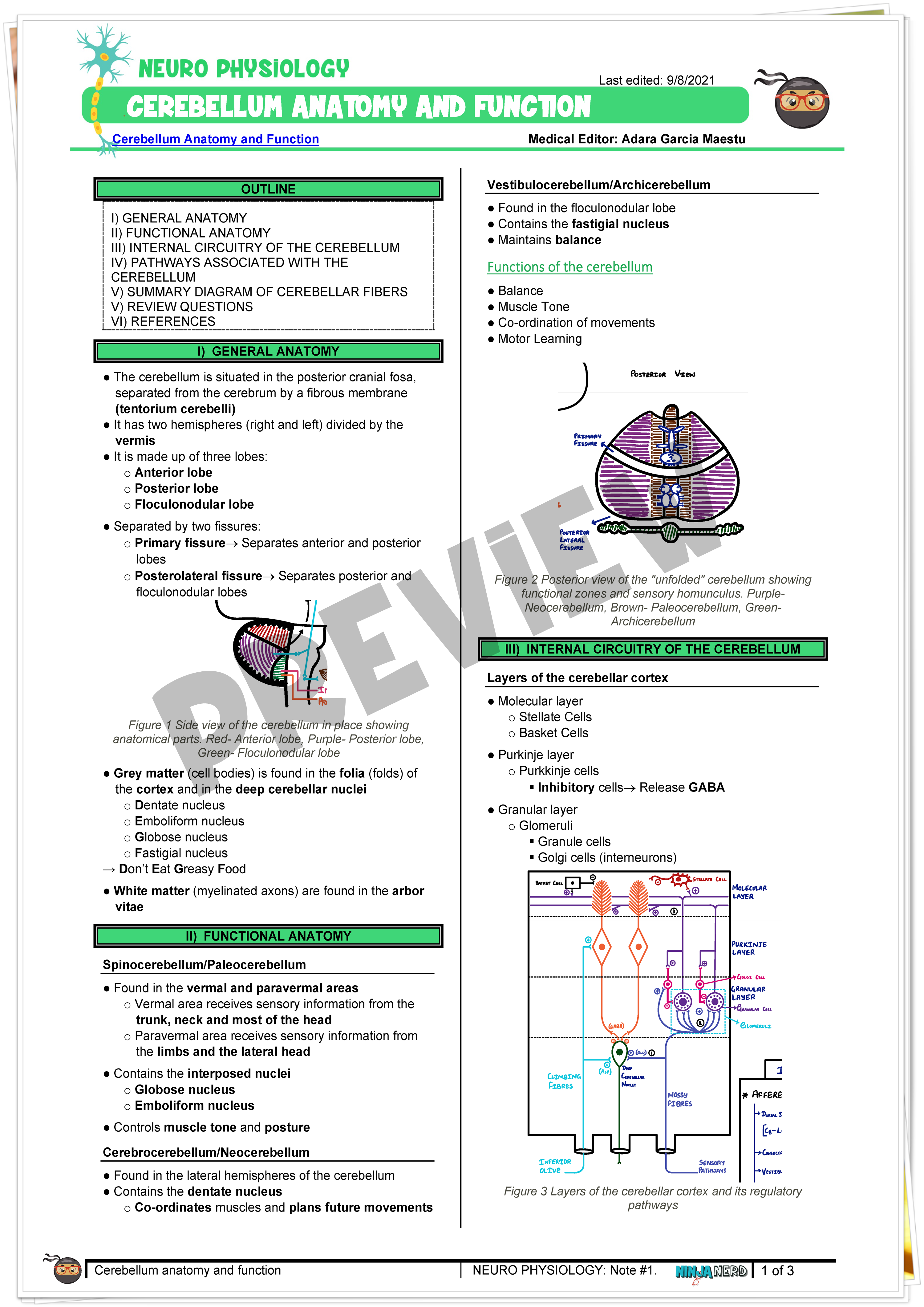 Cerebellum Anatomy & Function - Notes - NinjaNerd Medicine