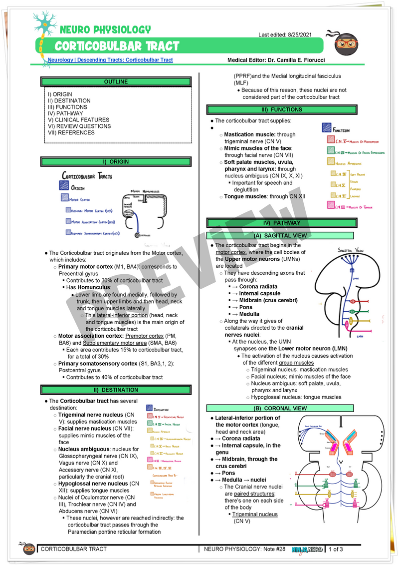 Descending Tracts: Corticobulbar Tract - Notes - NinjaNerd Medicine