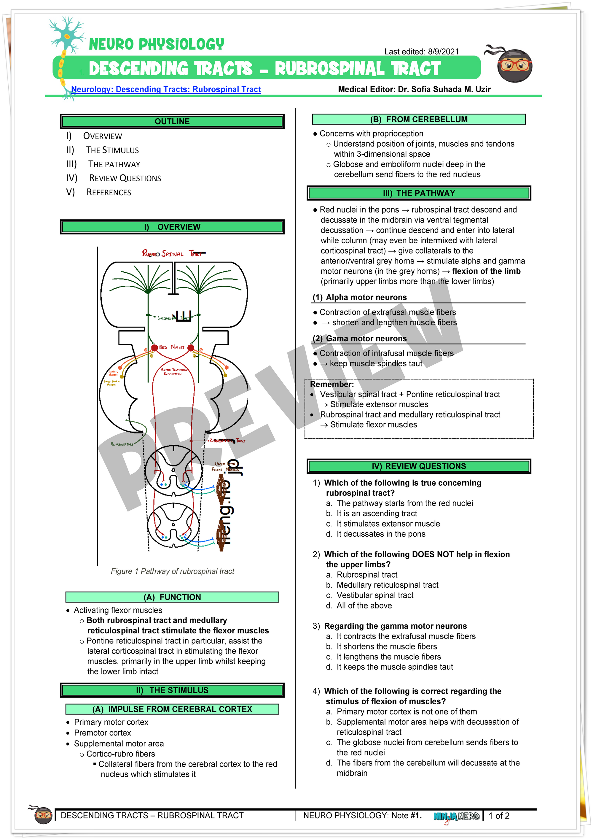 Descending Tracts: Rubrospinal Tract - Notes - NinjaNerd Medicine