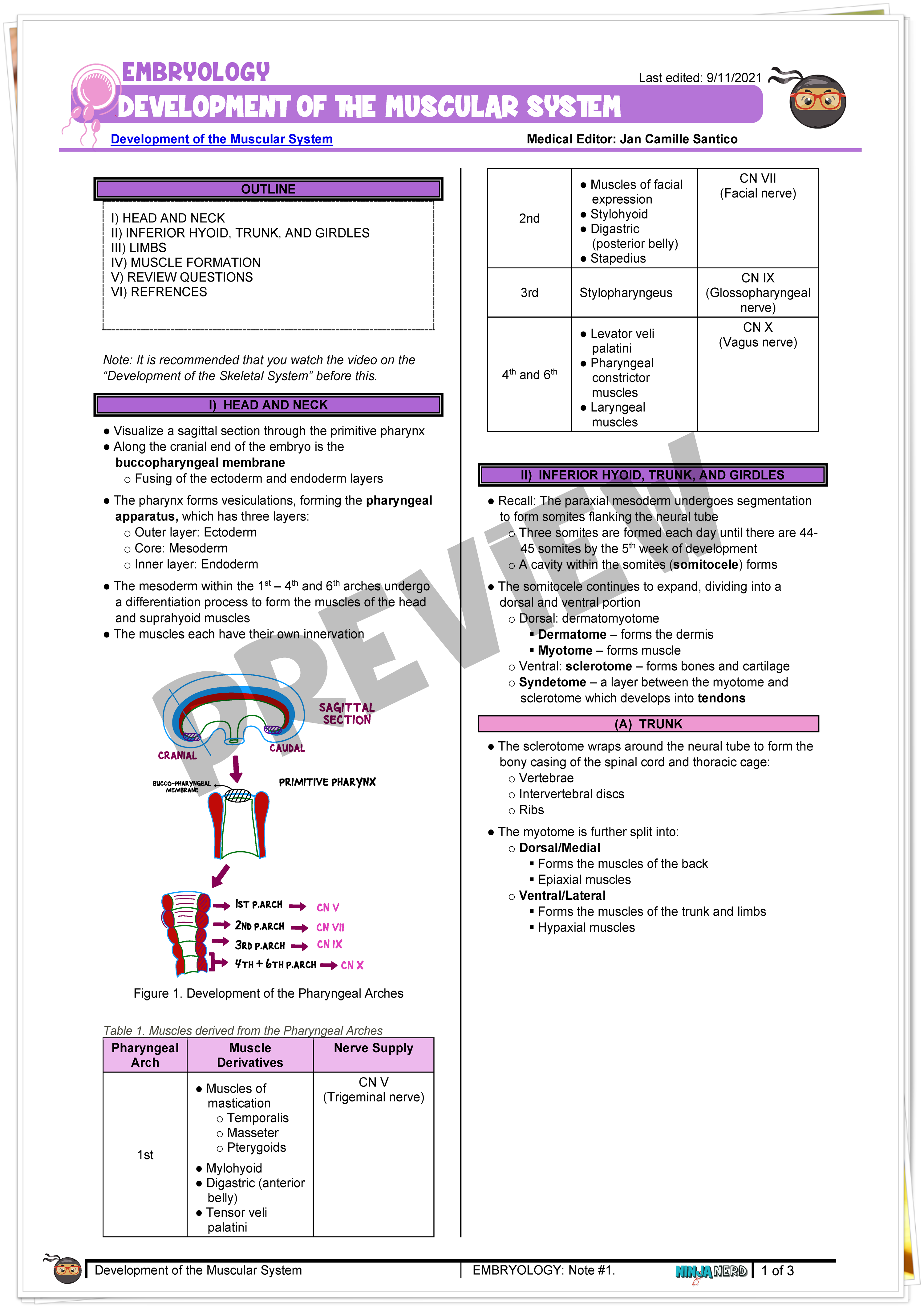 Development of Muscular System - Notes - NinjaNerd Medicine
