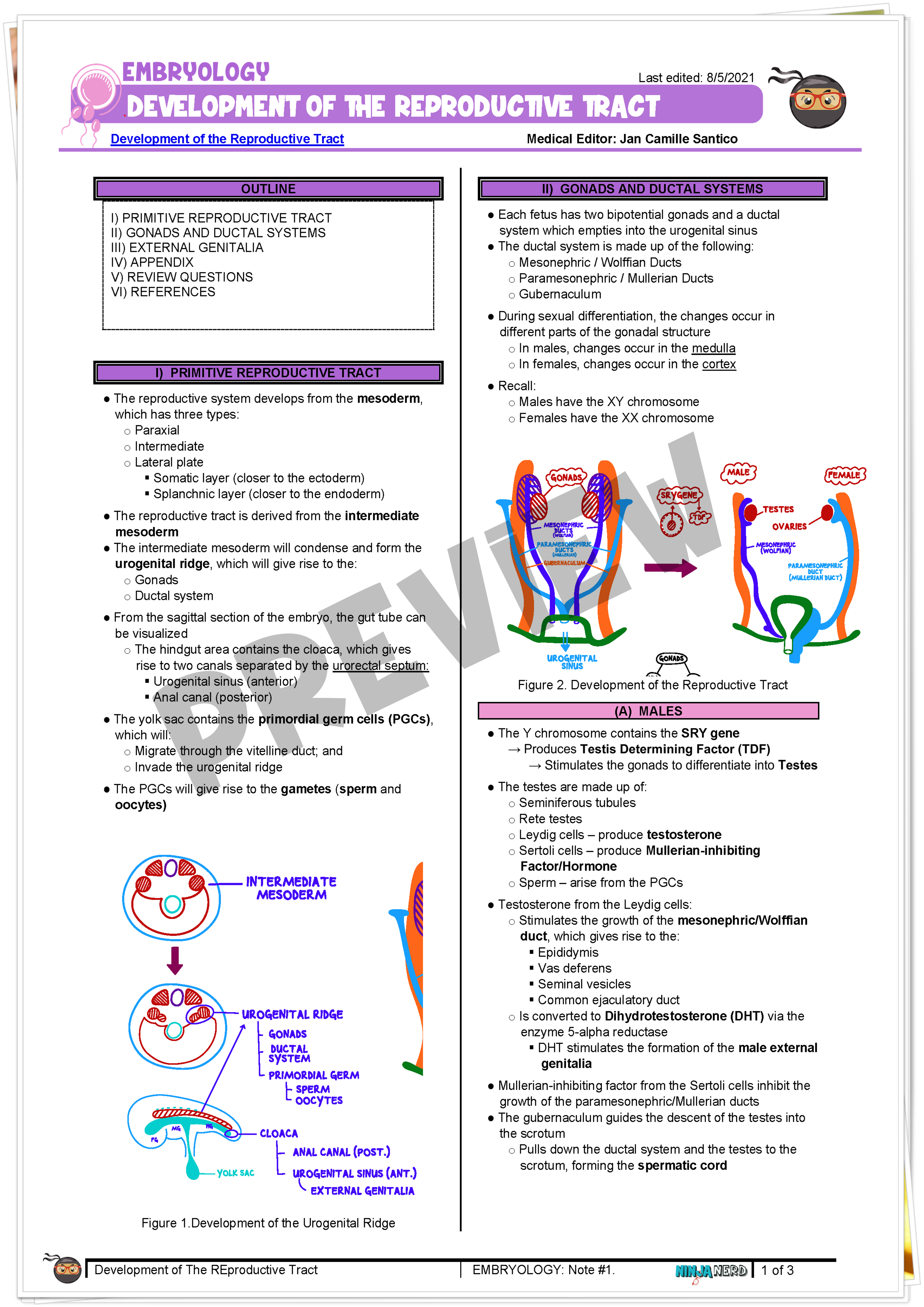 Development of Reproductive System - Notes - NinjaNerd Medicine