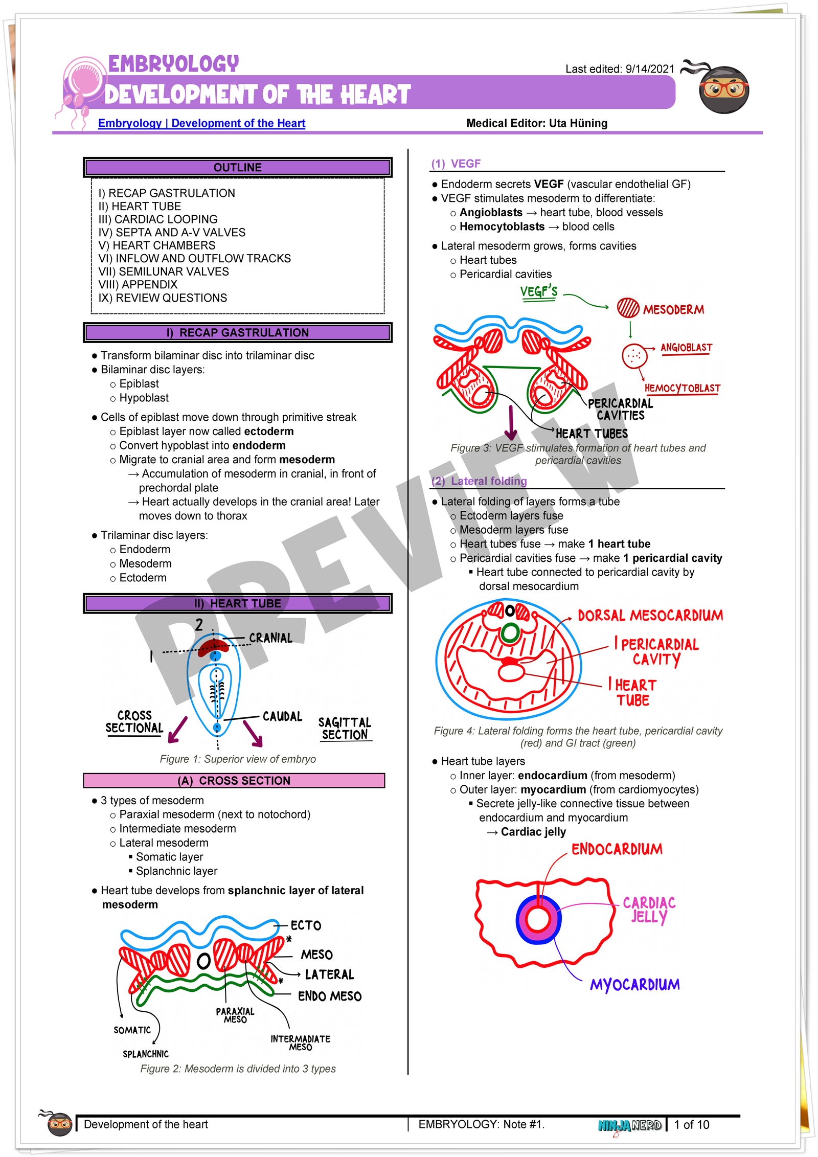 Development of the Heart - Notes - NinjaNerd Medicine