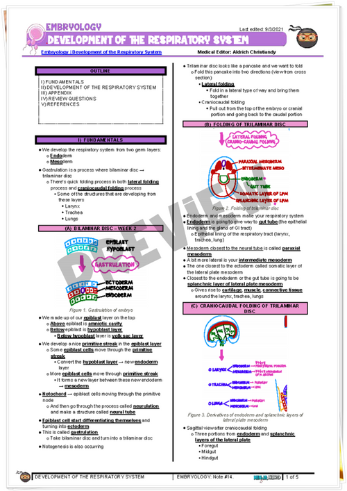 Development of the Respiratory System - Notes - NinjaNerd Medicine