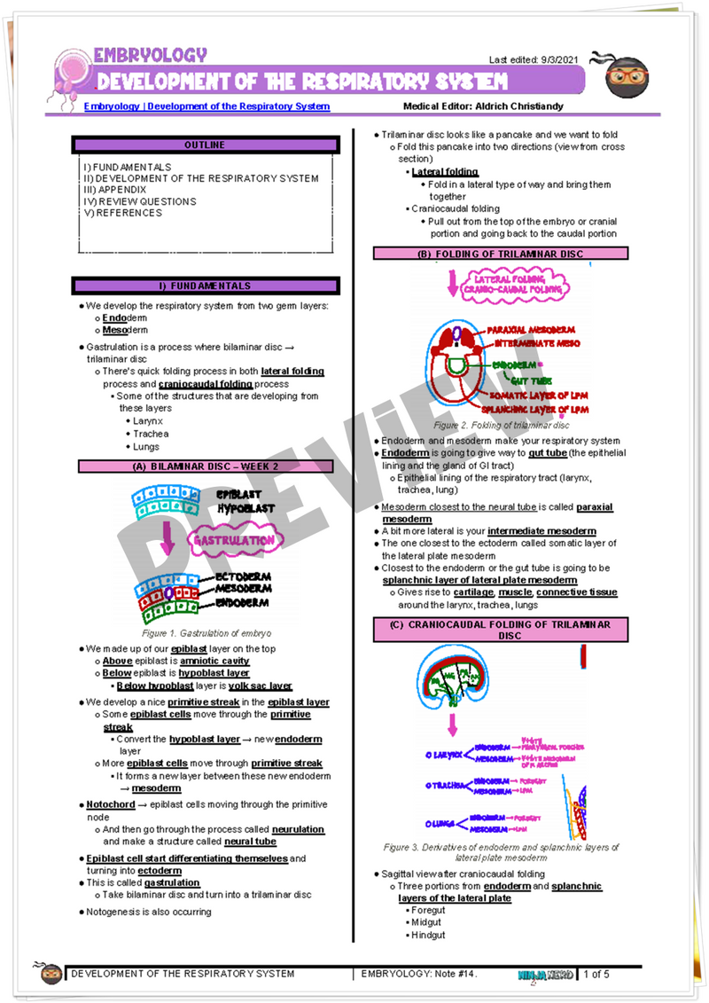 Development of the Respiratory System - Notes - NinjaNerd Medicine