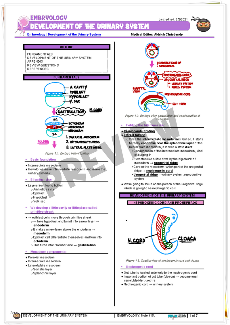Development of the Urinary System - Notes - NinjaNerd Medicine