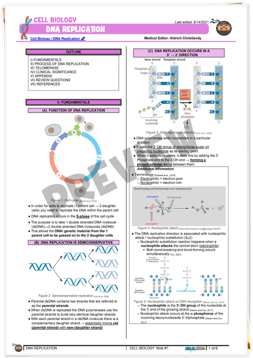 DNA Replication - Notes - NinjaNerd Medicine